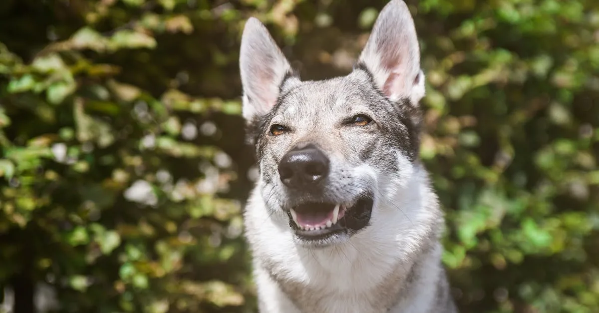 Chien-loup géant : plongez dans l'univers de cette race fascinante